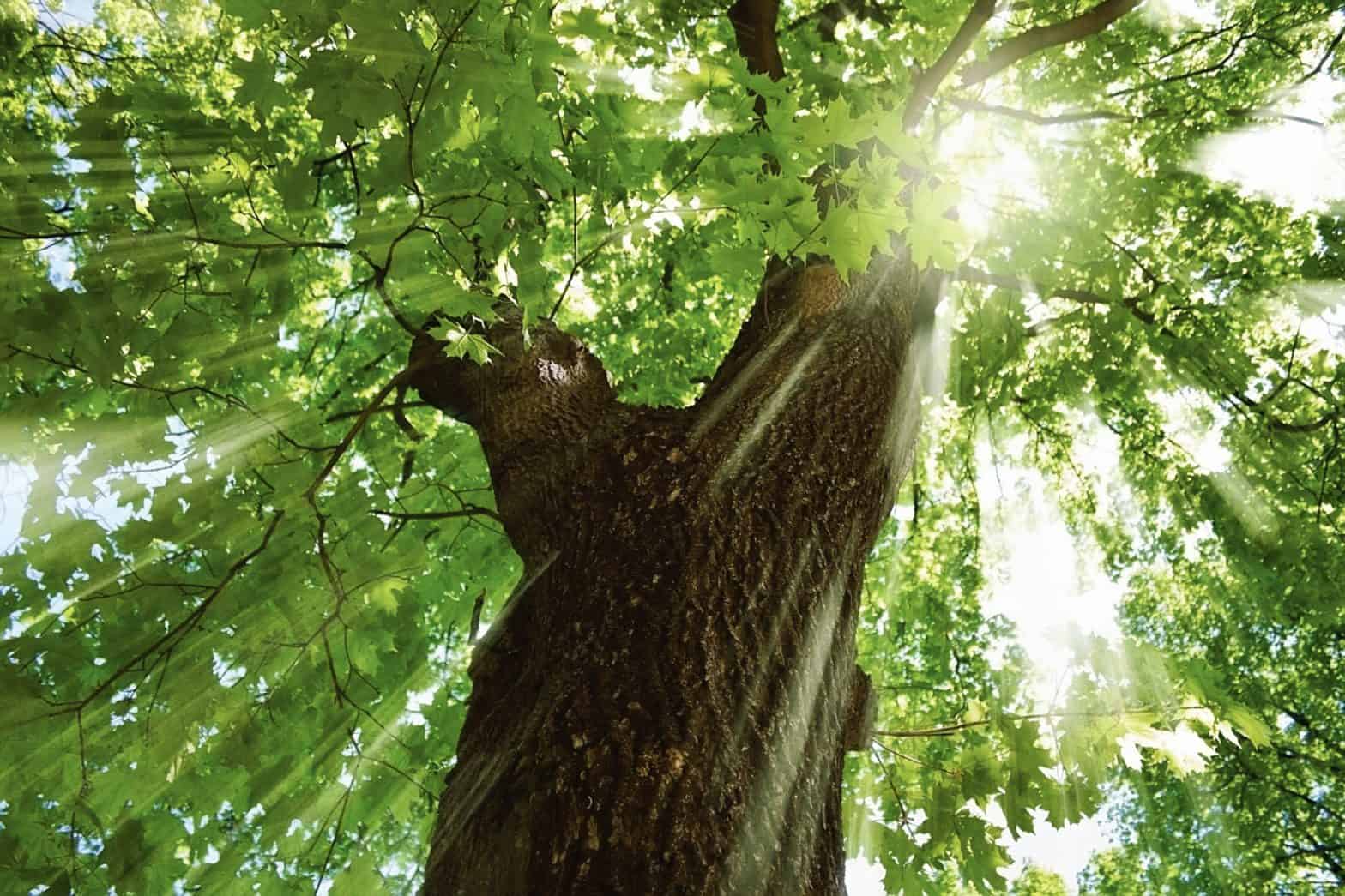 WOOD - Expert